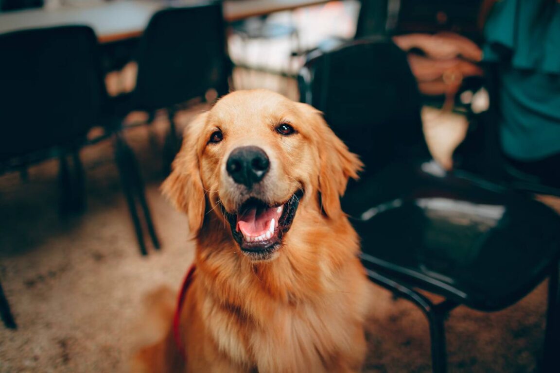 What Is A Golden Retriever Boyfriend? Finding Love In The Age Of TikTok ...